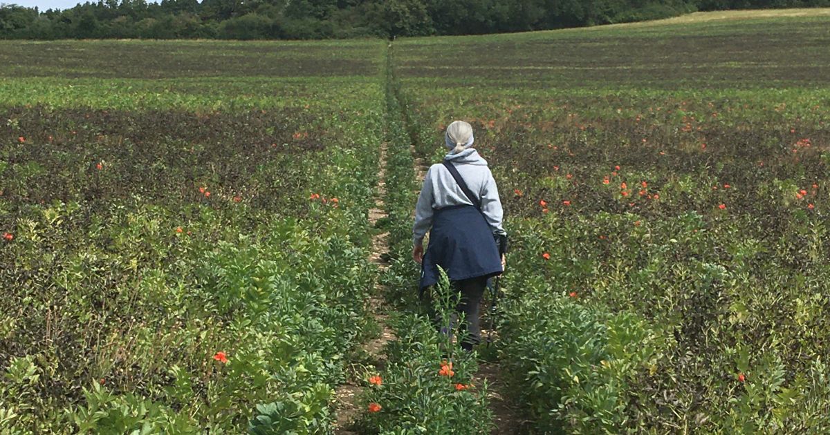DW - Nuffield circular via Ewelme Park - Ramblers